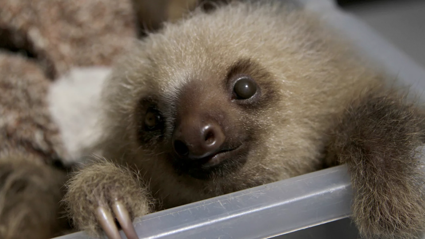 Meet The Sloths - Blink Films